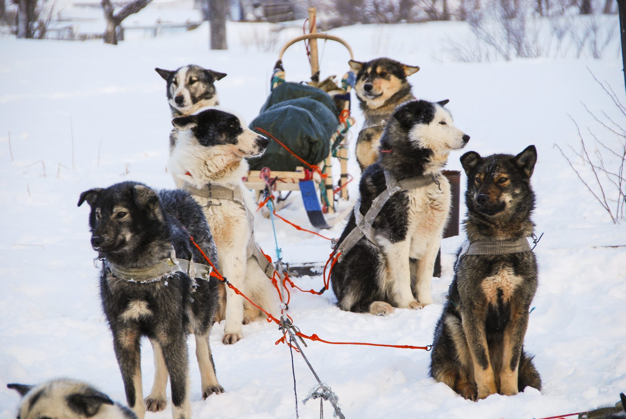 Where to Go Dog Sledding, New Hampshire in 2022 - New Hampshire Way