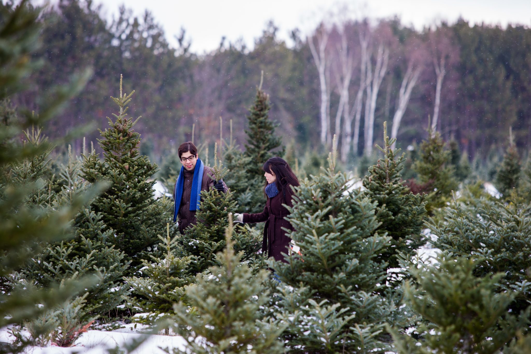 12 Best Christmas Tree Farms in New Hampshire